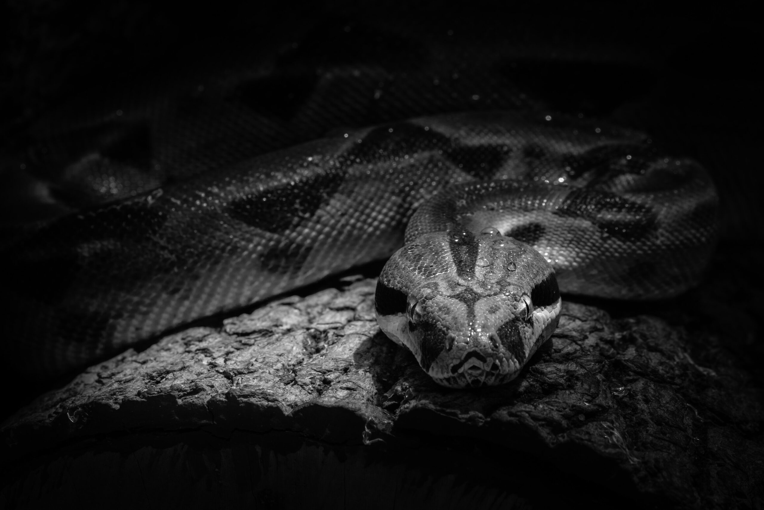 The Boa on the Spit - Sasquatch Express